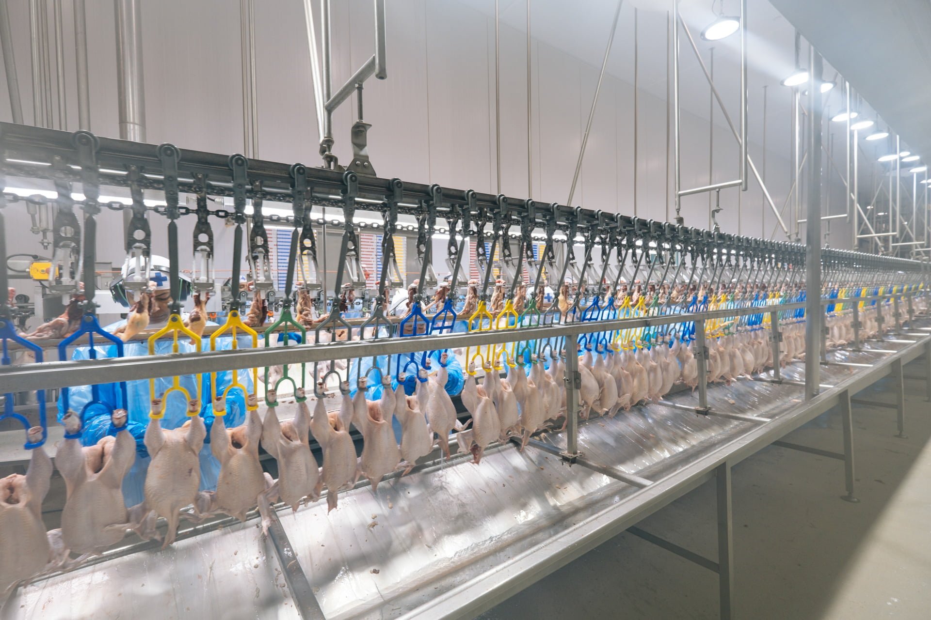 Bello alimentos retoma exportações de frango para a China - Sindiavipar